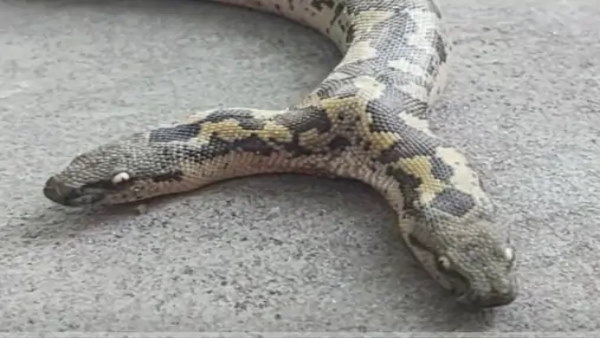 राजस्थान : CISF कैंपस में दिखा दो मुंह-चार आंख वाला दुलर्भ सांप, वीडियो ...