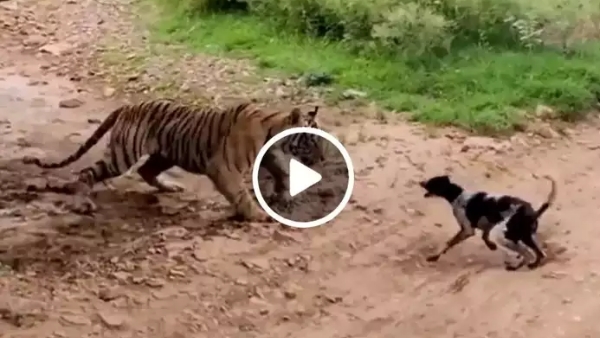 टाइगर के सामने कुत्ते को 'शेर' बनना पड़ा गया भारी, 10 सेकेंड में हो गया ...