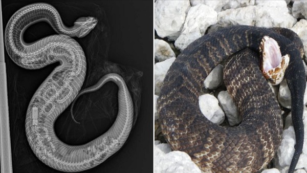 अजगर को निगल गया ये खतरनाक सांप, X-ray में दिखीं सांप के पेट में ...