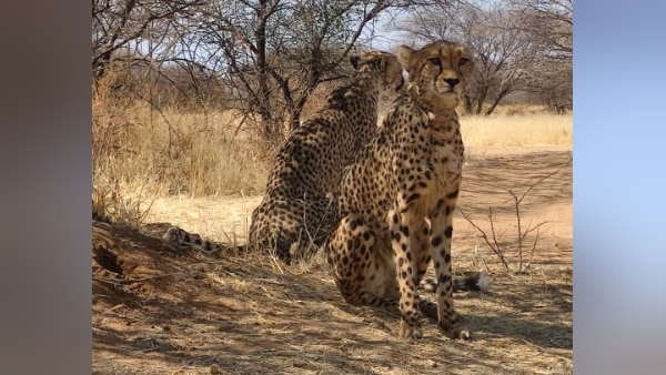 Video: देखिए उन आठ चीतों की पहली झलक, जिन्हें नामीबिया से लाया जा रहा ...