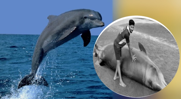 गुजरात के तट पर दिखी 15 फीट लंबी दुर्लभ मछली 'डॉल्फिन', गांववाले क्‍यों दफनाने जुटे? | Dolphin ...