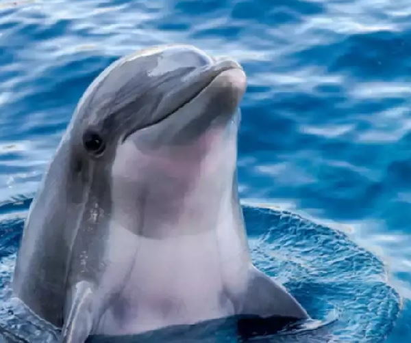 गुजरात के तट पर दिखी 15 फीट लंबी दुर्लभ मछली 'डॉल्फिन', गांववाले क्‍यों दफनाने जुटे? | Dolphin ...