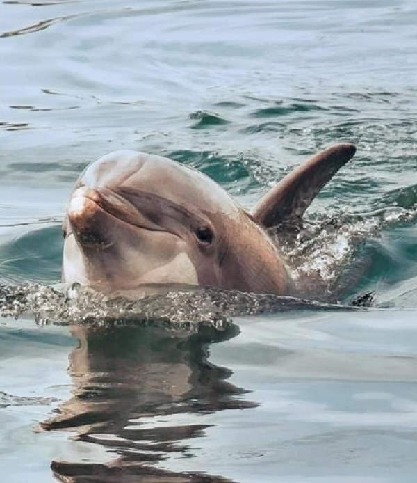 गुजरात के तट पर दिखी 15 फीट लंबी दुर्लभ मछली 'डॉल्फिन', गांववाले क्‍यों दफनाने जुटे? | Dolphin ...