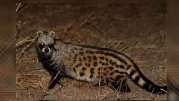 कब्र खोदकर शरीर खा जाता है यह जीव, भय के कारण ग्रामीणों की नींद गायब ...