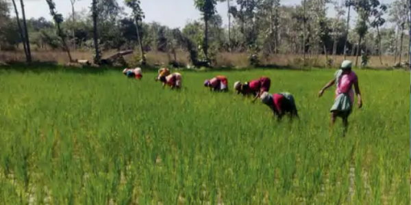 हरियाणा की तरह गुजरात में भी की जाएगी जीरो बजट खेती, देश में पहली बार ...