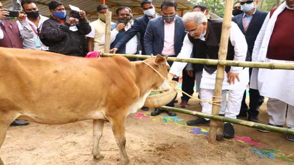 Gauthan Diwas: गोवर्धन पूजा पर छत्तीसगढ़ के गोठानो मे गोधन की पूजा ...