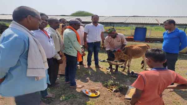 Gauthan Diwas: गोवर्धन पूजा पर छत्तीसगढ़ के गोठानो मे गोधन की पूजा ...