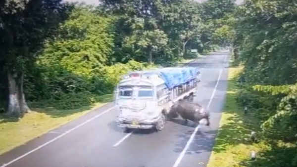 Rhino hit by truck: तेज रफ्तार ट्रक ने मारी गेंडे को टक्कर, असम के CM ...