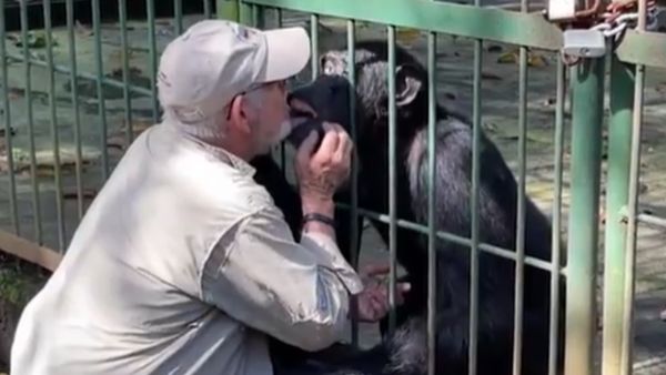 25 साल पहले बचाई थी जान, अब रोते-रोते चिंपांजी को कहा गुडबाय, रुला देगी ...