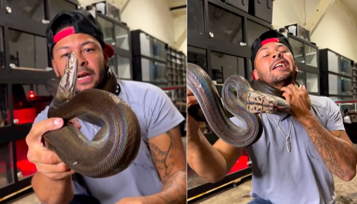 VIDEO: अजगर को गले में डालकर छेड़ रहा था शख्स, गुस्साए सांप ने किया दिल ...