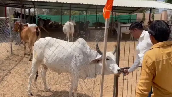 एक करोड़ के बंगले में रहती है गाय : 'राधा' की सेवा में हमेशा तैनात रहते ...