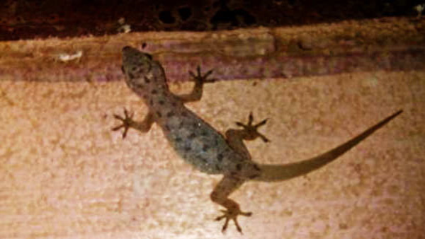 Bihar: पुलिस ने पकड़ी दुर्लभ प्रजाति की Toke Gecko छिपकली, कीमत सुनकर ...