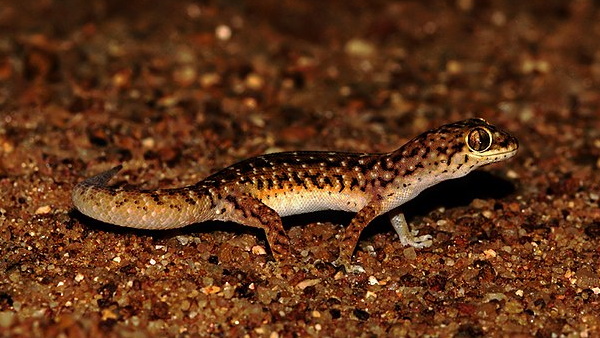 Bihar: पुलिस ने पकड़ी दुर्लभ प्रजाति की Toke Gecko छिपकली, कीमत सुनकर ...