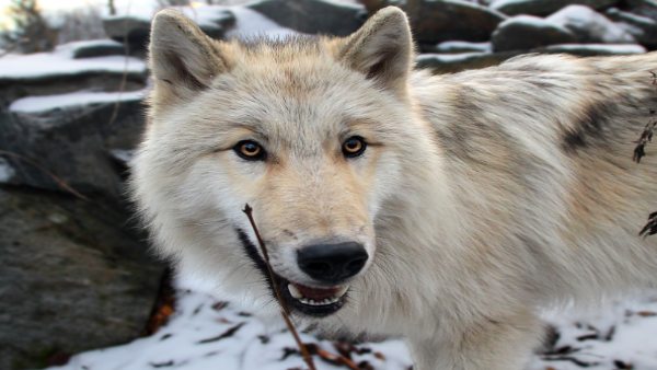 18.5 लाख खर्च कर इंसान से 'भेड़िया' बना शख्श! 50 दिन में पूरा हुआ बचपन ...