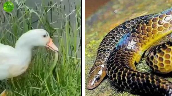 Snake Video: बत्तख से पंगा लेना सांप को पड़ा भारी, एक ही सेकेंड में पलट ...