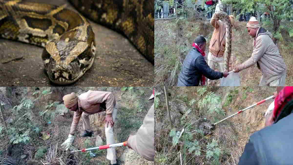 Mathura : राधा कुंड में मिला विशालकाय अजगर, रेस्यू टीम के भी छूटे पसीने ...