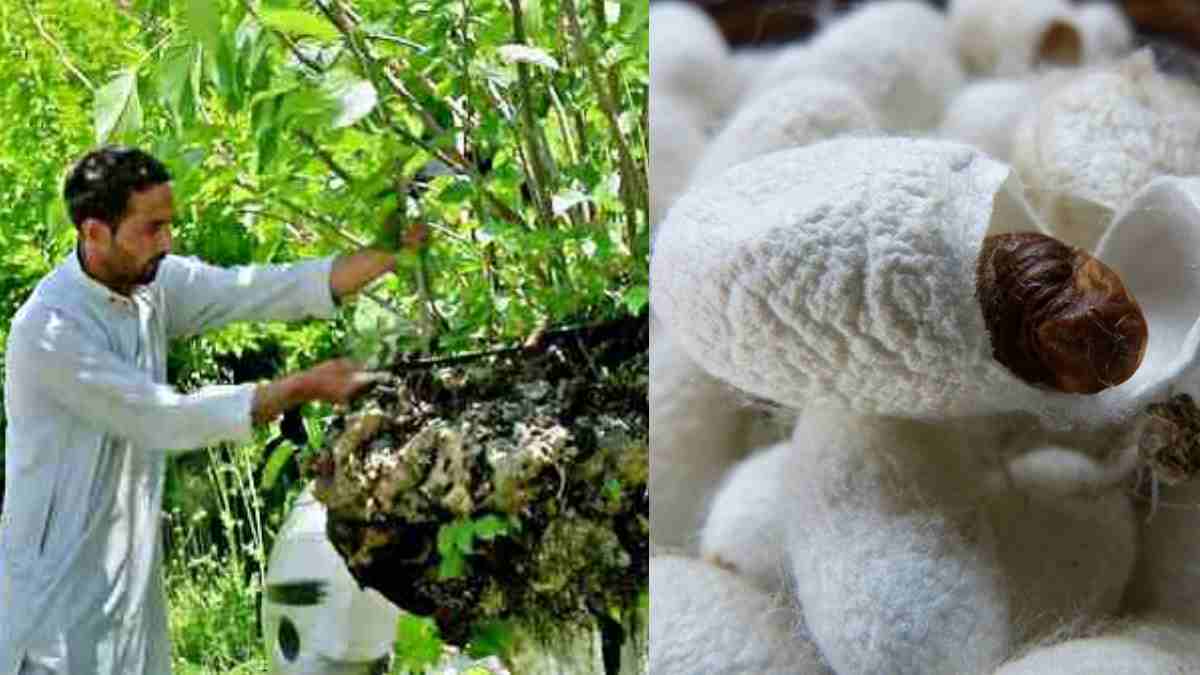 Jammu Kashmir Sericulture से बदलेगा किसानों की किस्मत, 91 करोड़ की लागत ...