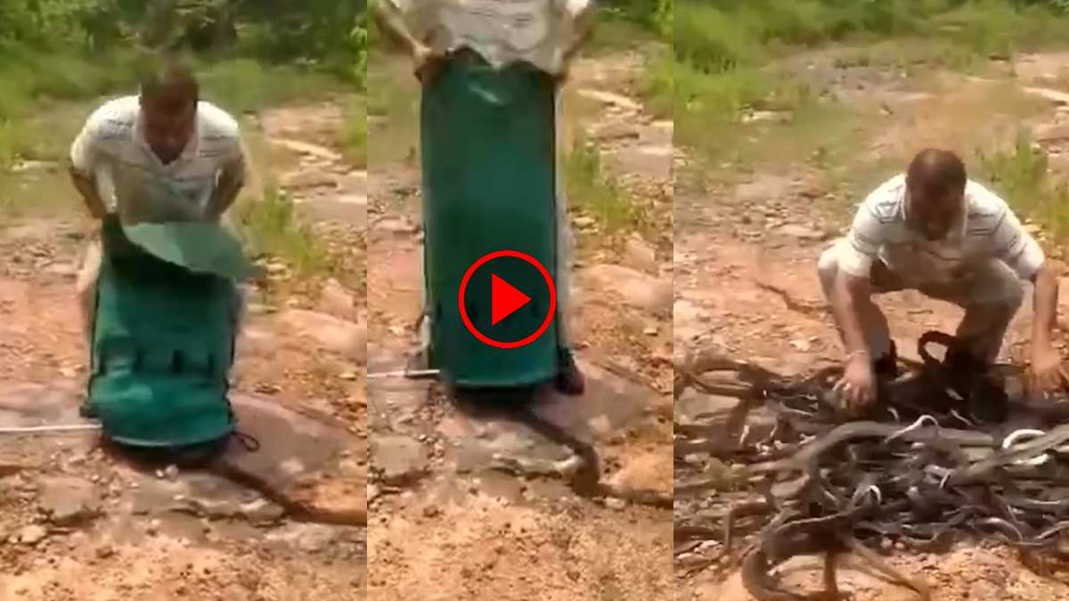 इंसान है या फिर सांपों का दोस्त, Snakes से भरा थैला लेकर पहुंचा जंगल ...