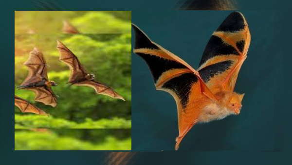छत्तीसगढ़ में मिला अनोखा नारंगी चमगादड़, जानिए Orange Nectar Bat के ...