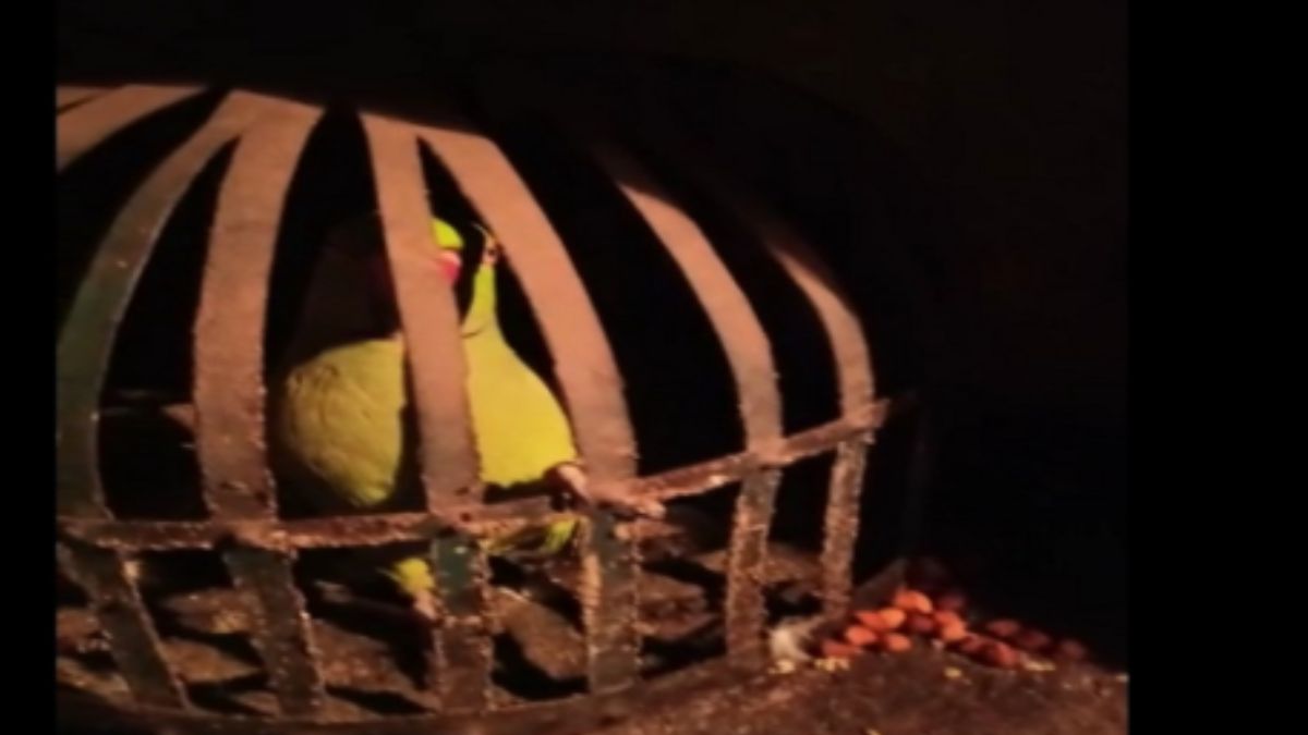 VIDEO: स्वामी का भक्त निकला तोता, सवाल पे सवाल पूछती रही पुलिस और चकमा ...