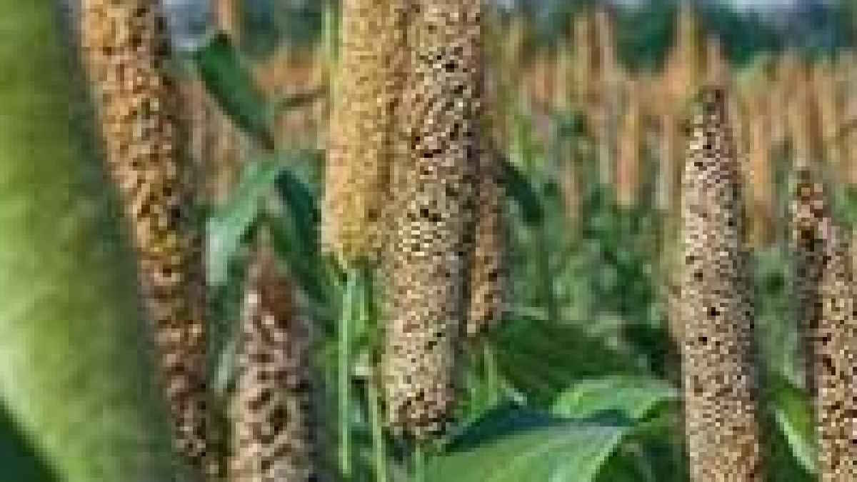 आंध्र प्रदेश: सफेद कार्डधारकों को ज्वार, रागी बांटने पर विचार कर रही है ...