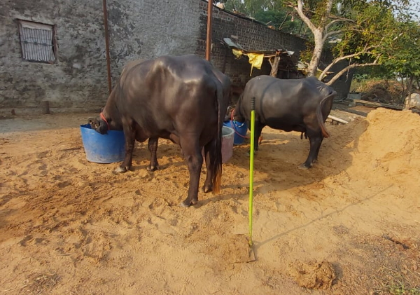 धनराज लववंश : वो लड़का जो 3 सरकारी नौकरी छोड़ बेचने लगा दूध, अब हर ...