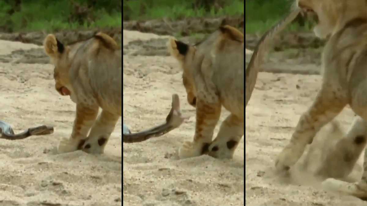 अजगर का खाने की चाहत शेर को पड़ी भारी, हवा में उछल सांप ने मारा ऐसा ...