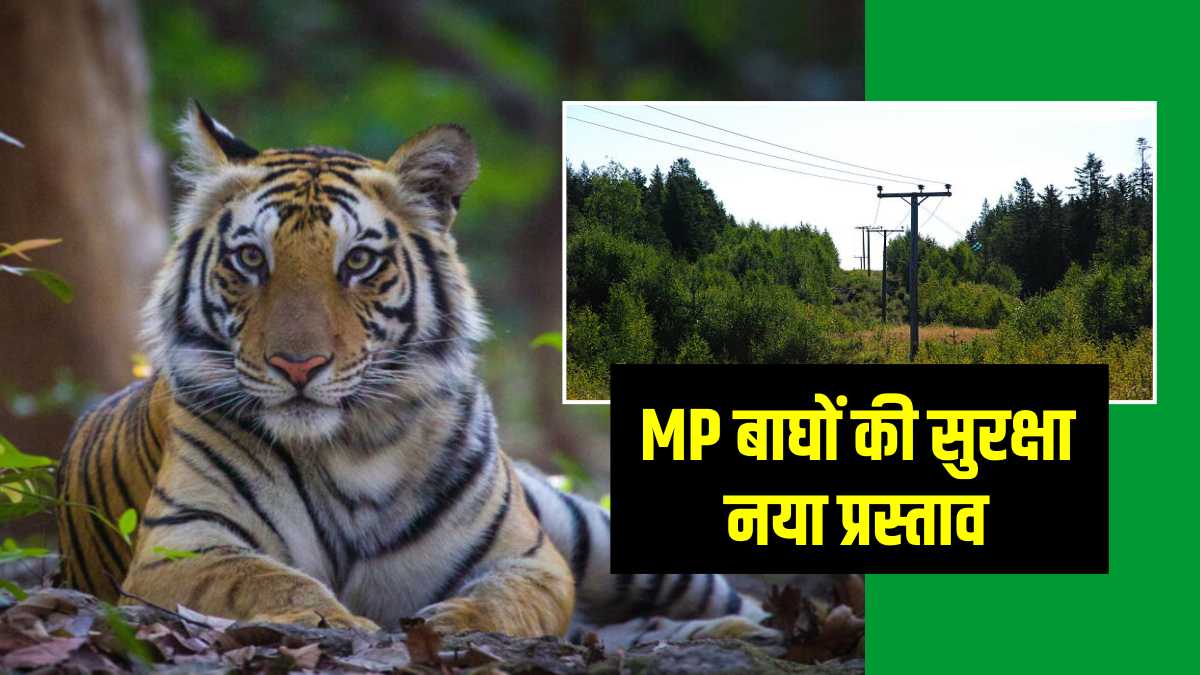 MP के नेशनल पार्क के बाघों को करंट से बचाने नया प्रस्ताव, बिजली लाइनें ...