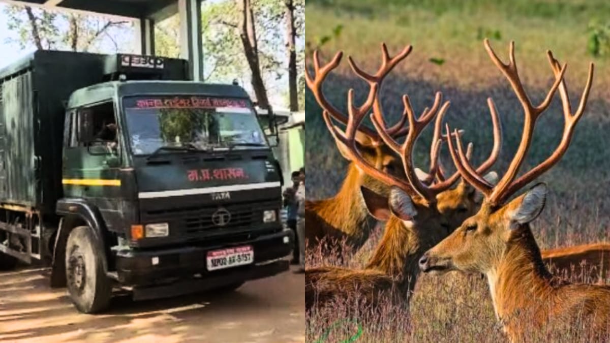 Barasingha in Bandhavgarh: कान्हा से सकुशल बांधवगढ़ टाइगर रिजर्व पहुँचे ...
