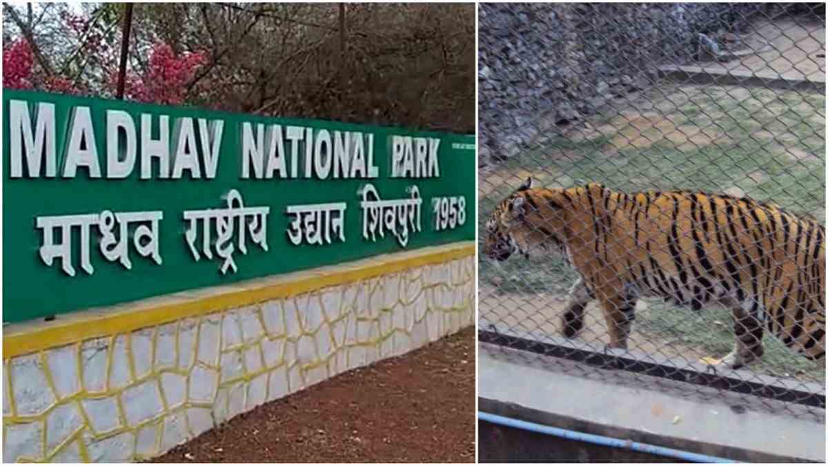 Tiger State MP में माधव नेशनल पार्क बाघों का नया घर, CM और Scindia ...