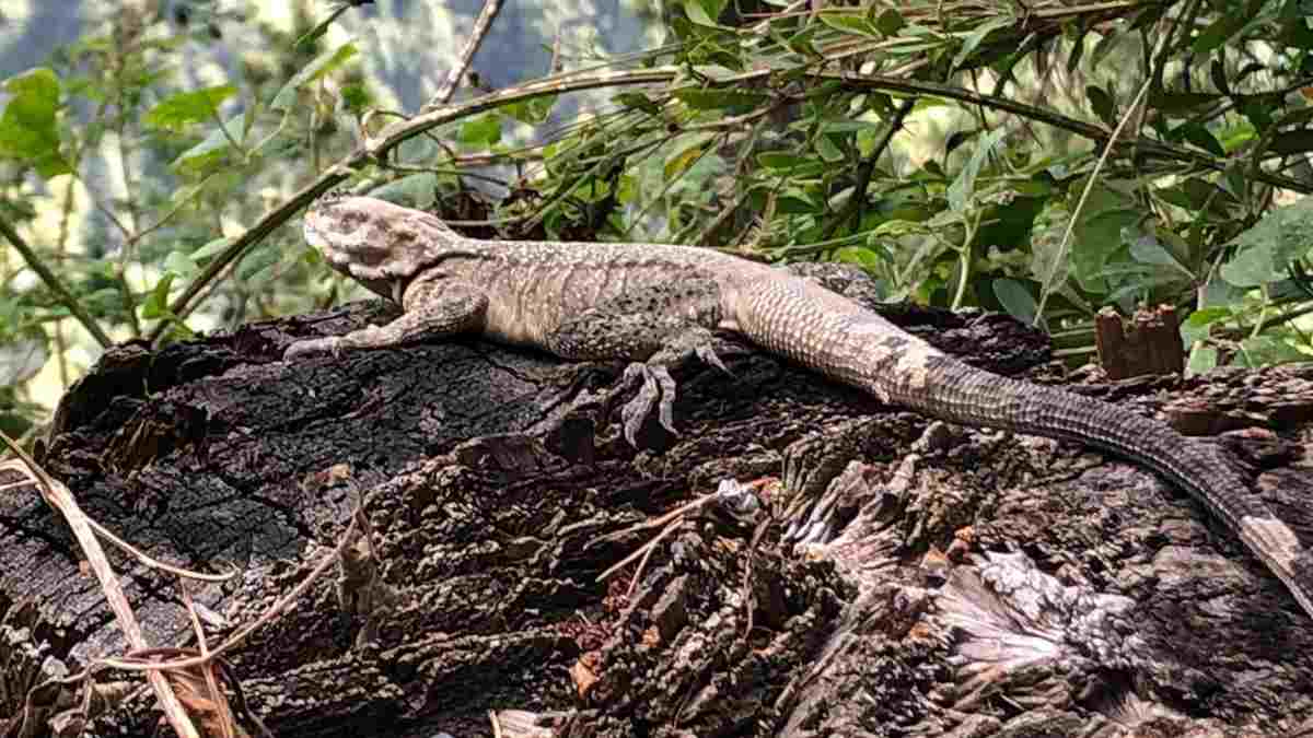 वियाग्रा बैन होने से 'बौखलाए' पाकिस्तानी, अब छिपकली और बिच्छू का कर रहे ...