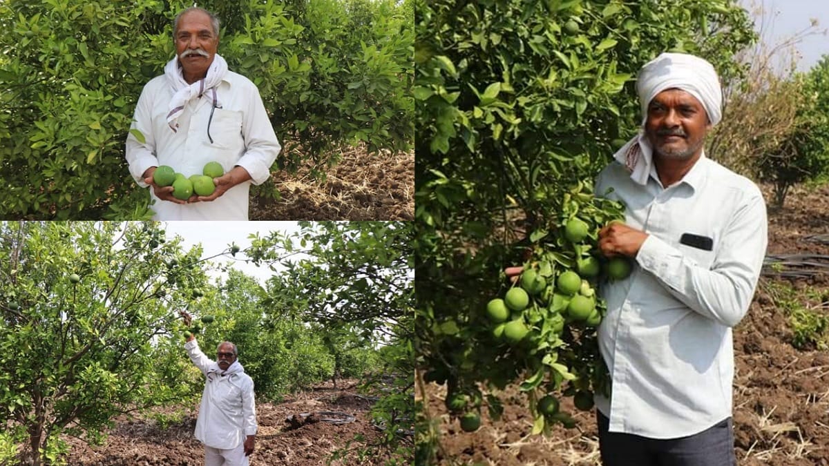 MP: फलों की खेती से चमक उठी किसानों की किस्मत, कुछ इस तरह हो रहा बंपर ...