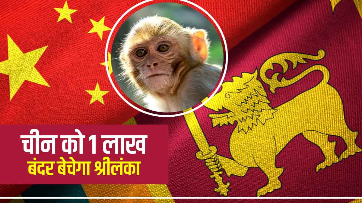 चीन को 1 लाख लुप्तप्राय बंदर भेजेगा श्रीलंका, वैज्ञानिक प्रयोग या फिर ...
