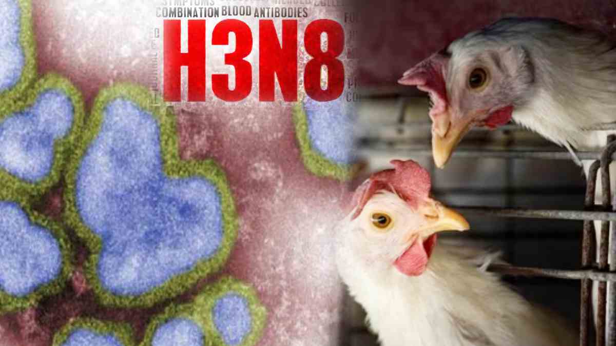 H3N8 Virus: कोरोना के बाद चीन से मिला H3N8 वायरस, जानिये वायरस के लक्षण और बचाव के उपाय | H3N8 ...