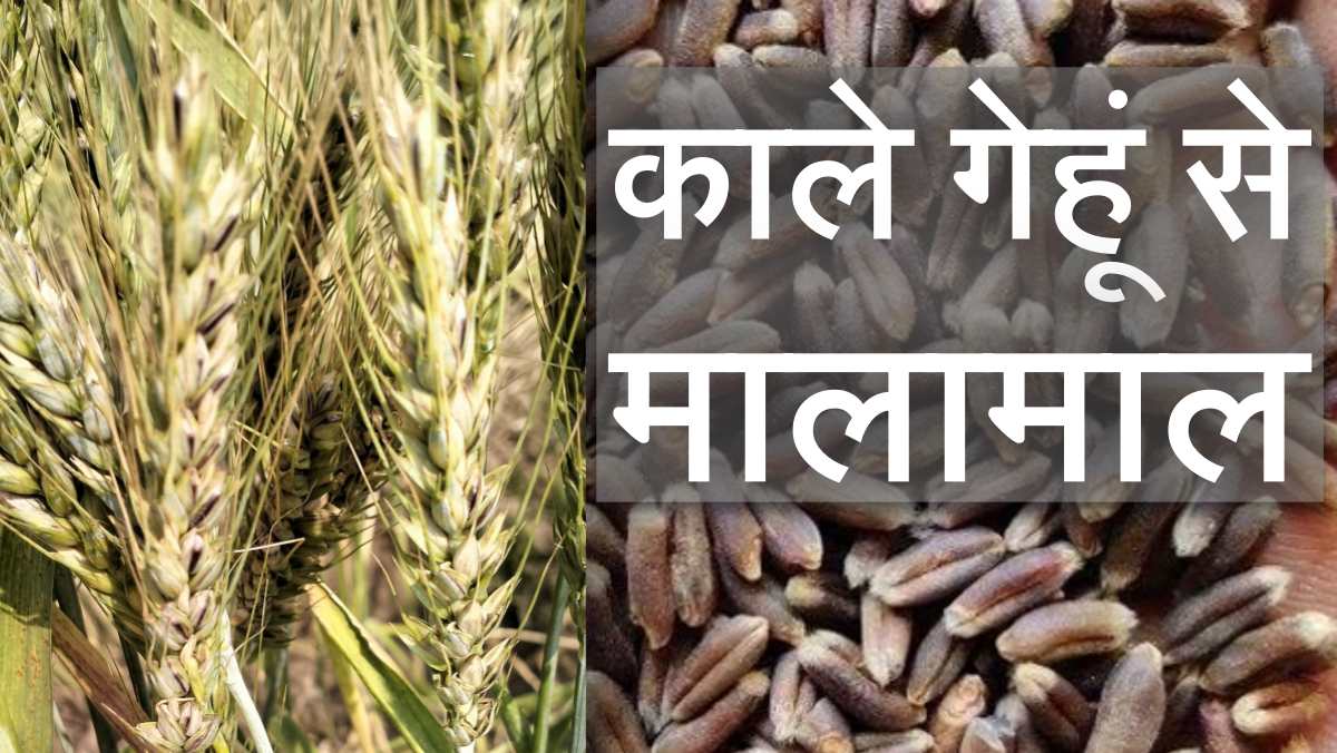 Black Wheat: नॉर्मल गेहूं से चार गुना महंगा, किसान मालामाल, जानिए वर्धा ...