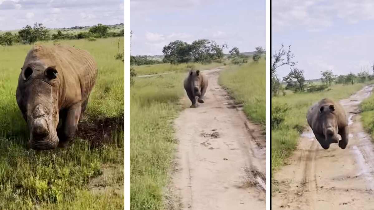 Jungle Ka Video: अपने इलाके में इंसानों को देखकर भड़का गैंडा, इस तरह से ...