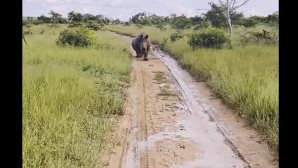 Jungle Ka Video: अपने इलाके में इंसानों को देखकर भड़का गैंडा, इस तरह से ...