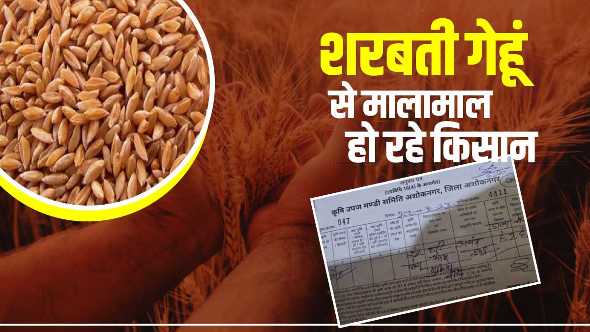 Sharbati Wheat: मध्य प्रदेश में शरबती गेहूं ने बनाया नया रिकार्ड ...