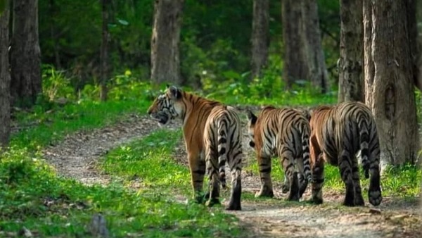 इंडिया में ‘टाइगर प्रोजेक्ट’ की ‘गोल्डन जुबली’, 50 साल में 3 हजार से ...