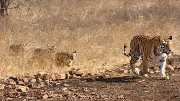 इंडिया में ‘टाइगर प्रोजेक्ट’ की ‘गोल्डन जुबली’, 50 साल में 3 हजार से अधिक हुए बाघ | India, Tiger ...