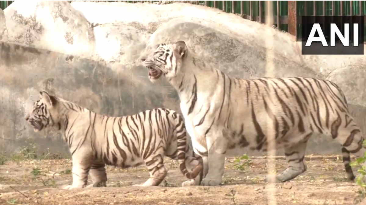 Delhi Zoo VIDEO: में सफेद बाघिन के दोनों शावक पिंजरे से बाहर निकले, मां के साथ मस्ती करते दिखे ...