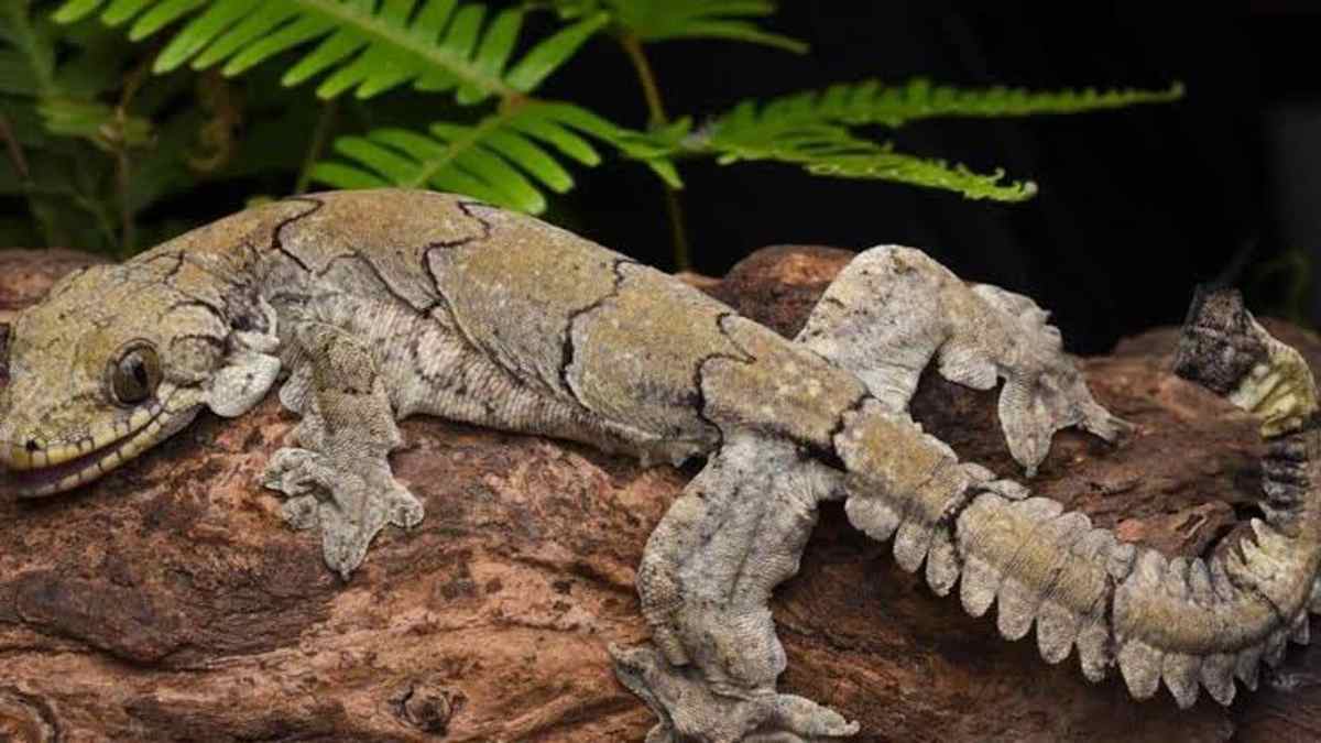 Flying Gecko: भारत के इस हिस्से में मिली उड़ने वाली छिपकली, फोटो देख ...