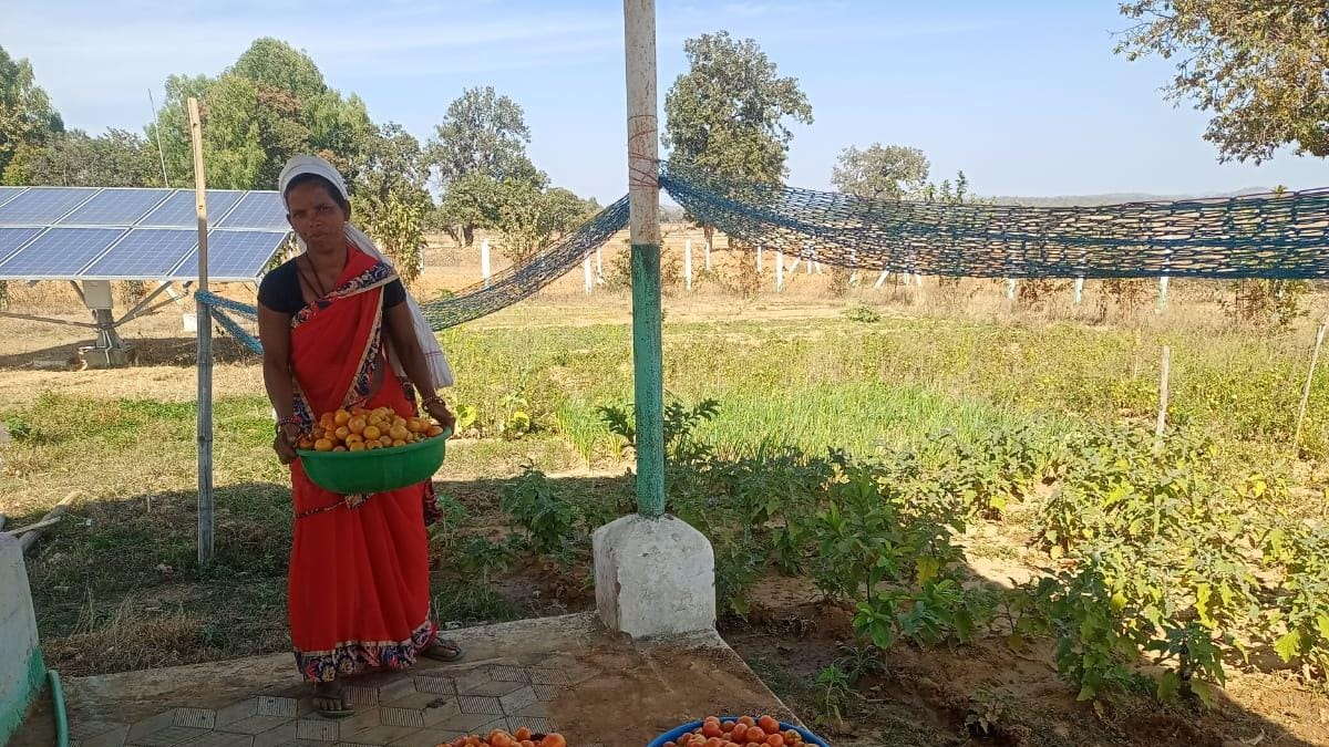 Sarguja: बाड़ी विकास योजना से ग्रामीण अर्थव्यवस्था को मिली मजबूती, खुल ...