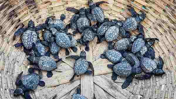 World Turtle Day: कछुए की 25 देशी प्रजातियों के 'विलुप्त' होने का खतरा ...