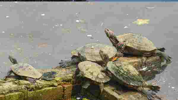 World Turtle Day: कछुए की 25 देशी प्रजातियों के 'विलुप्त' होने का खतरा ...