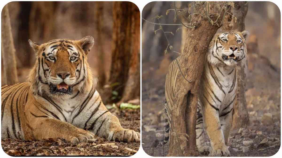 Panna Tiger Reserve: टाइगर टेरिटरी फाइट में बुजुर्ग बाघ T-7 की मौत ...