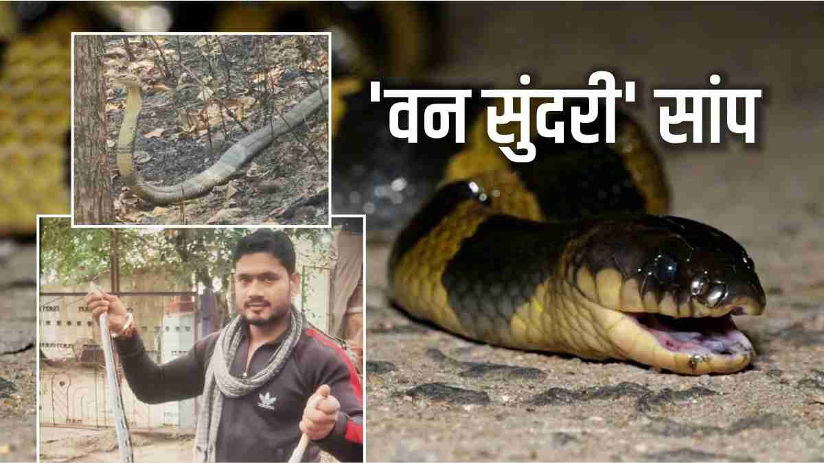VTR रिहायशी इलाके में फिर दिखा दुर्लभ सांप, 'वन सुंदरी' भी कहते हैं लोग ...