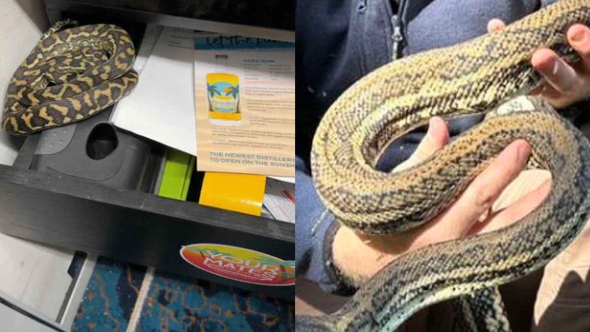 Python in Dance Bar: डांस बार में अजगर की एंट्री, मस्ती का मूड ऑफ, सारा ...