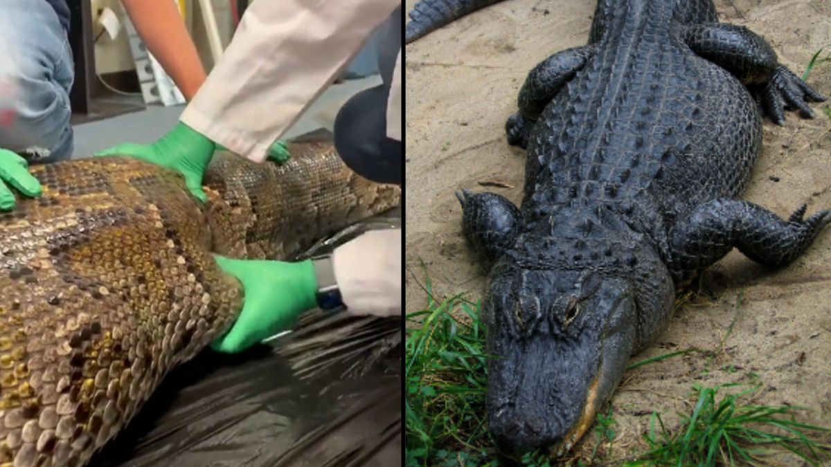 पायथॉन के पेट से निकला 5 फुट का खतरनाक मगरमच्छ, वायरल Video देखकर फटी ...
