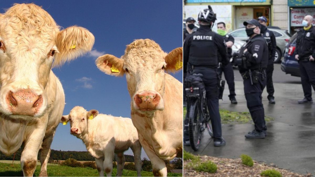 अब कुत्तों की जगह गायों को यूनिट में शामिल करेगी अमेरिकी पुलिस? हालिया ...